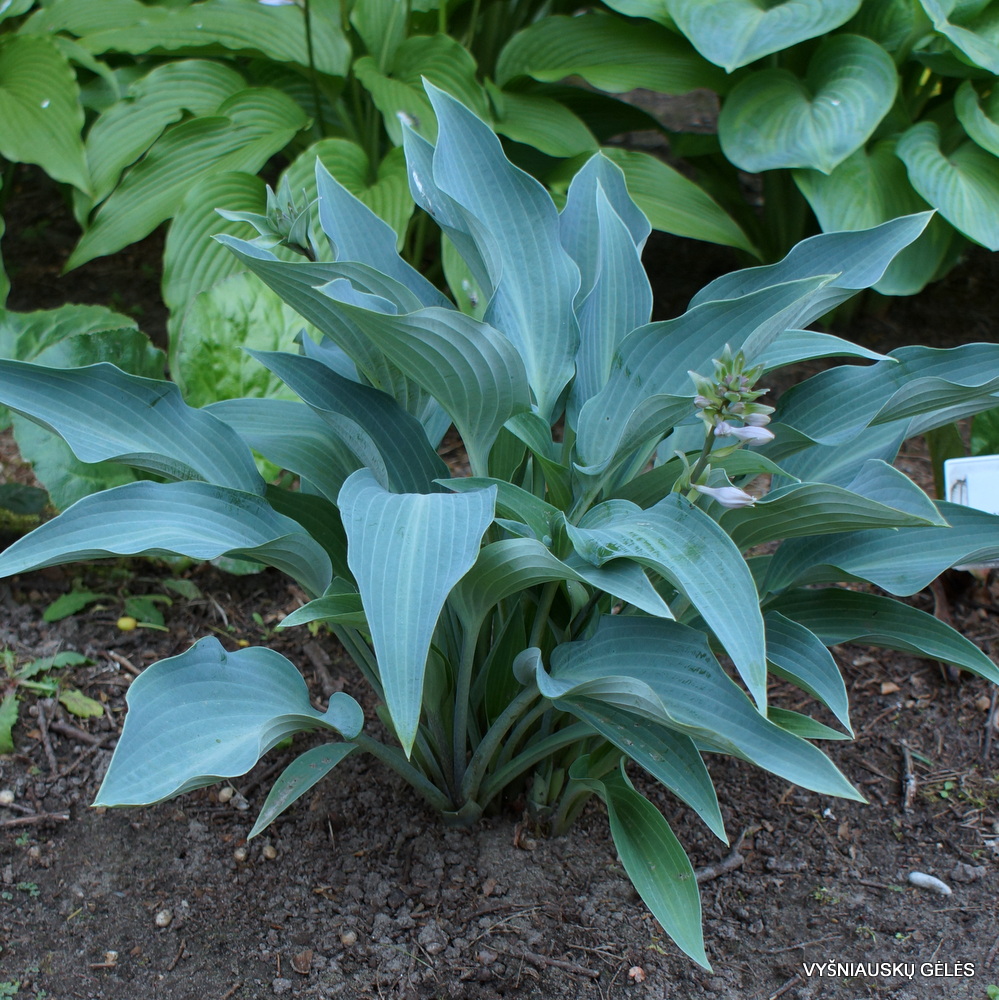 'Smoke Signals' - Vyšniauskų gėlės