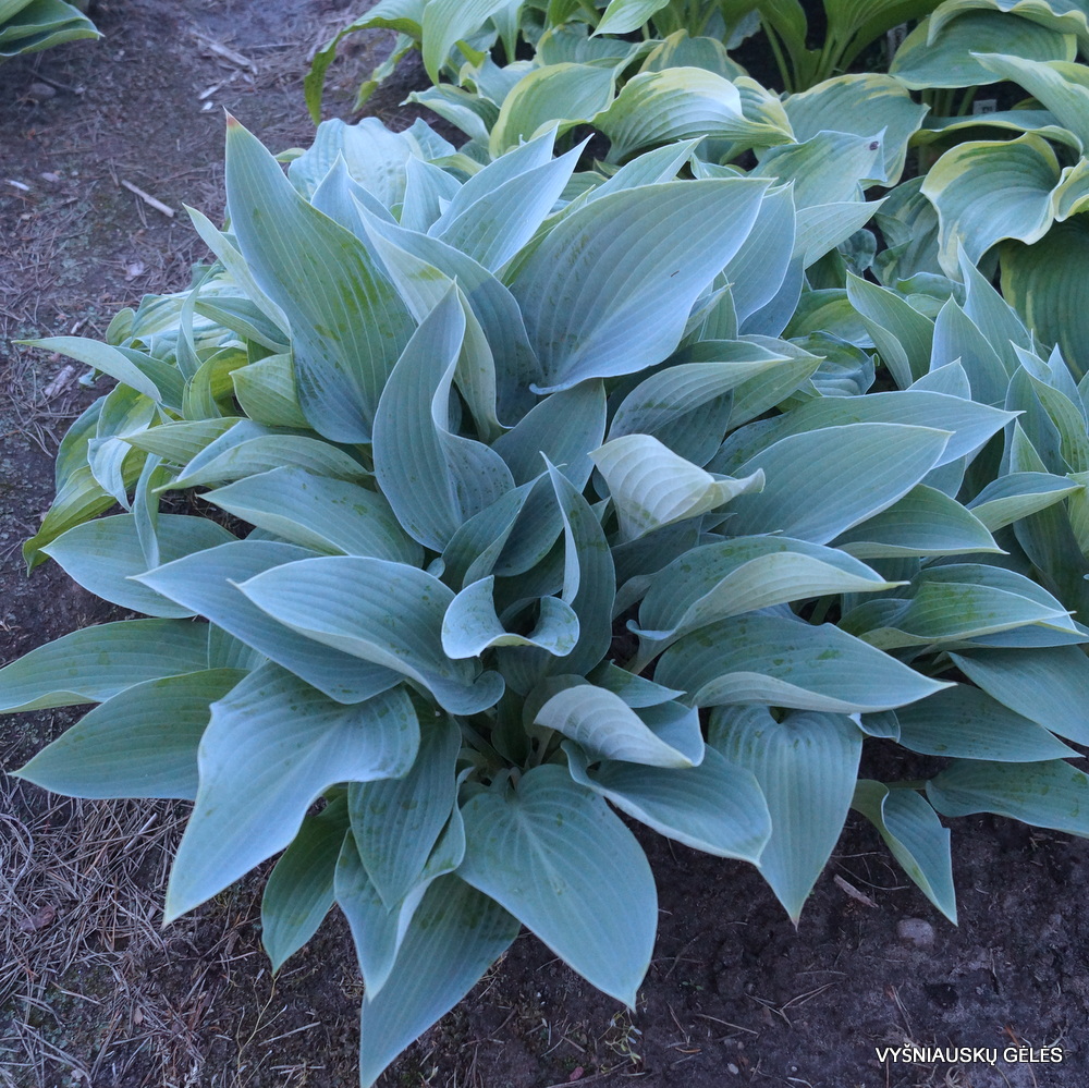 'Smoke Signals' - Vyšniauskų gėlės