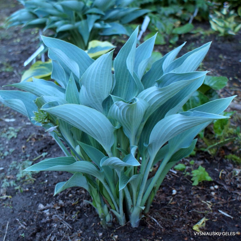 'Smoke Signals' - Vyšniauskų gėlės