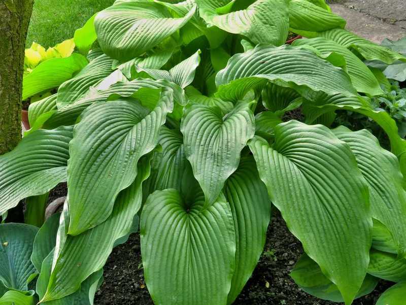 'Jade Cascade' - Vyšniauskų gėlės