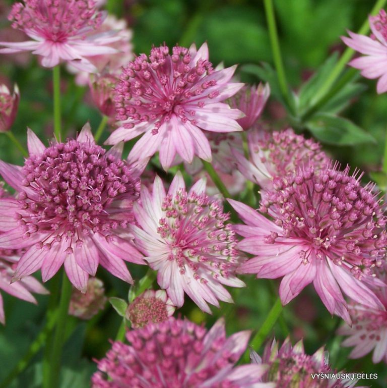 Astrantia major 'Roma‘ - Vyšniauskų gėlės