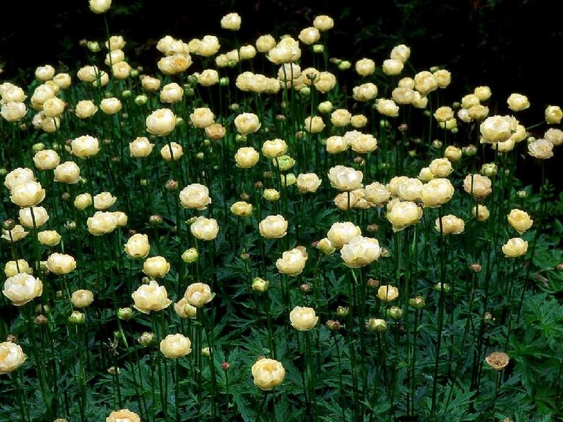 Trollius ’Alabaster’ - Vyšniauskų gėlės