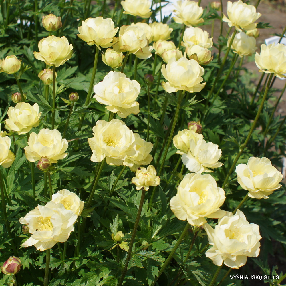 Trollius ’Alabaster’ - Vyšniauskų gėlės