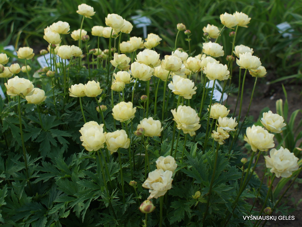 Trollius ’Alabaster’ - Vyšniauskų gėlės