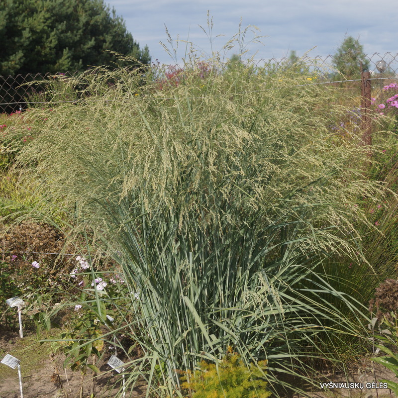Panicum amarum ‘Dewey Blue‘ - Vyšniauskų gėlės