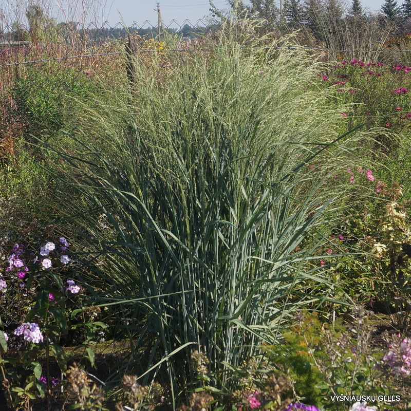 Panicum amarum ‘Dewey Blue‘ - Vyšniauskų gėlės