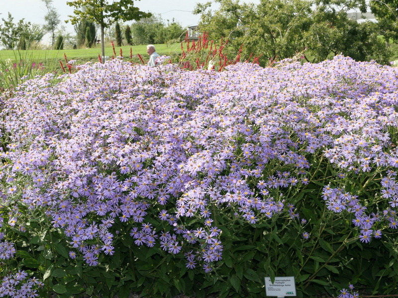 Aster macrophyllus ’Twilight’ - Vyšniauskų gėlės