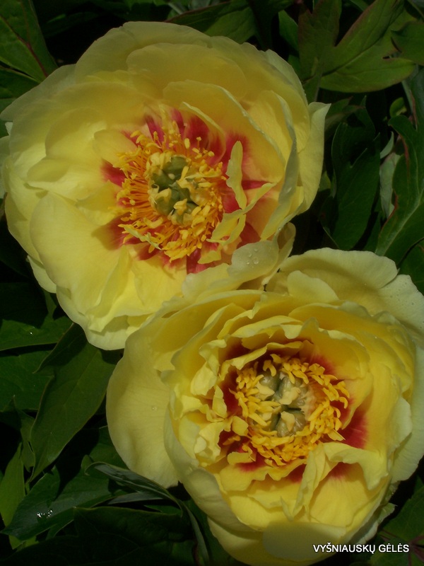 'Yellow Emperor‘ - Vyšniauskų gėlės