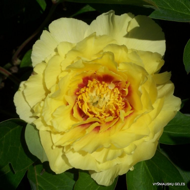 'Yellow Emperor‘ - Vyšniauskų gėlės