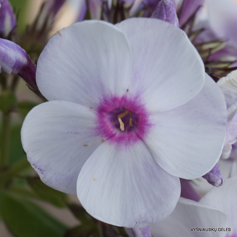 ‘Belye Nochi‘ - Vyšniauskų gėlės