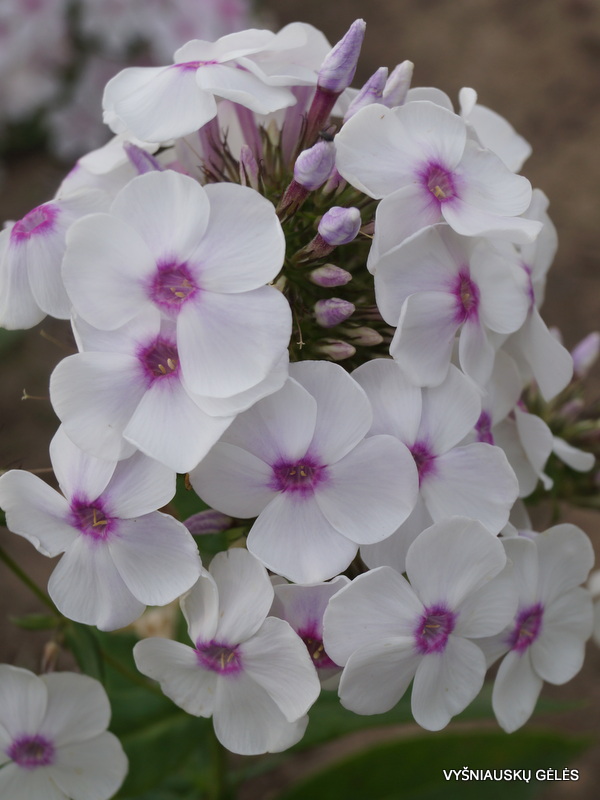 ‘Belye Nochi‘ - Vyšniauskų gėlės