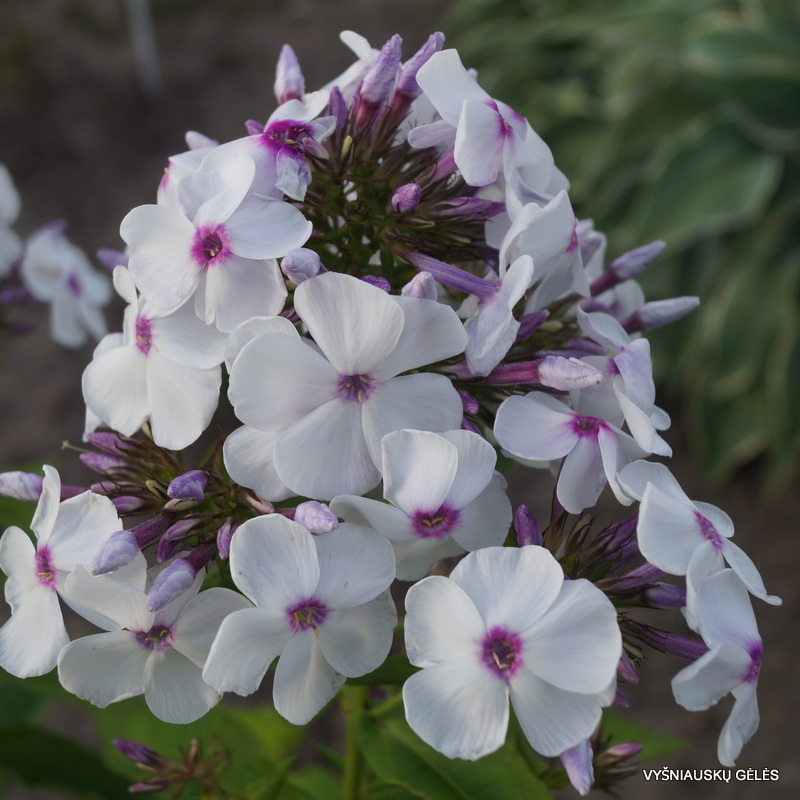 ‘Belye Nochi‘ - Vyšniauskų gėlės
