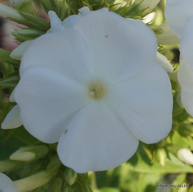 ‘Busy Belye‘ - Vyšniauskų gėlės
