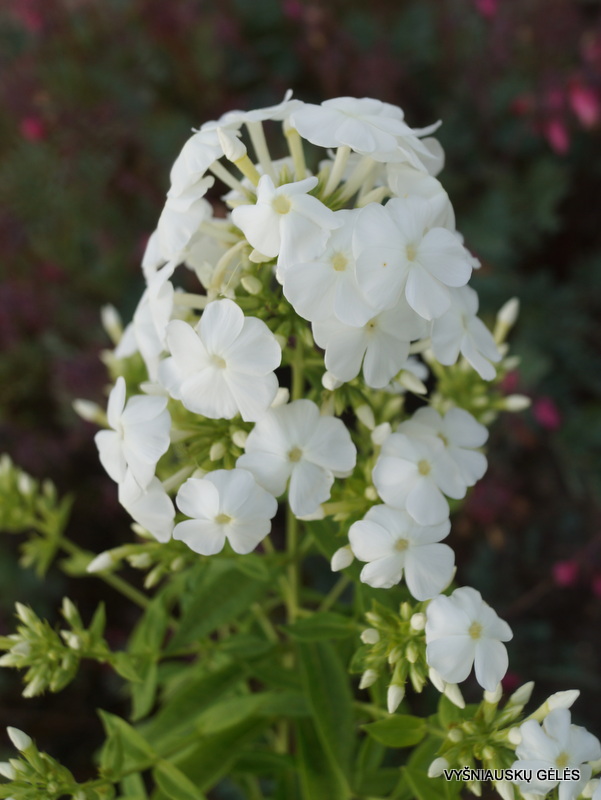 ‘Busy Belye‘ - Vyšniauskų gėlės
