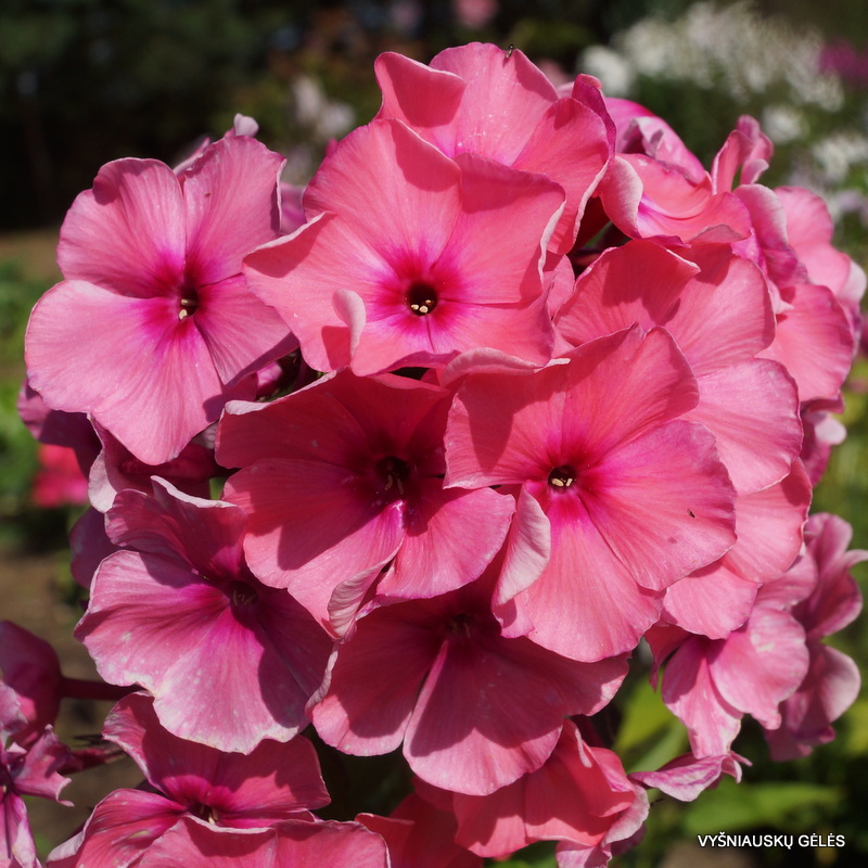 ‘Marinka‘ - Vyšniauskų gėlės