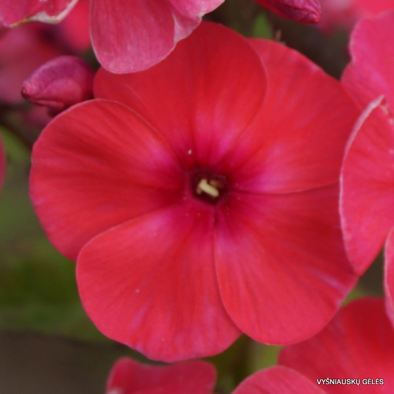 ‘Premiya‘ - Vyšniauskų gėlės