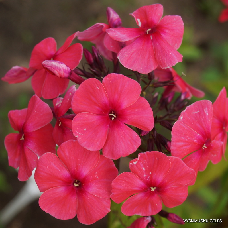 ‘Premiya‘ - Vyšniauskų gėlės