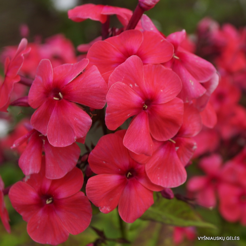 ‘Premiya‘ - Vyšniauskų gėlės