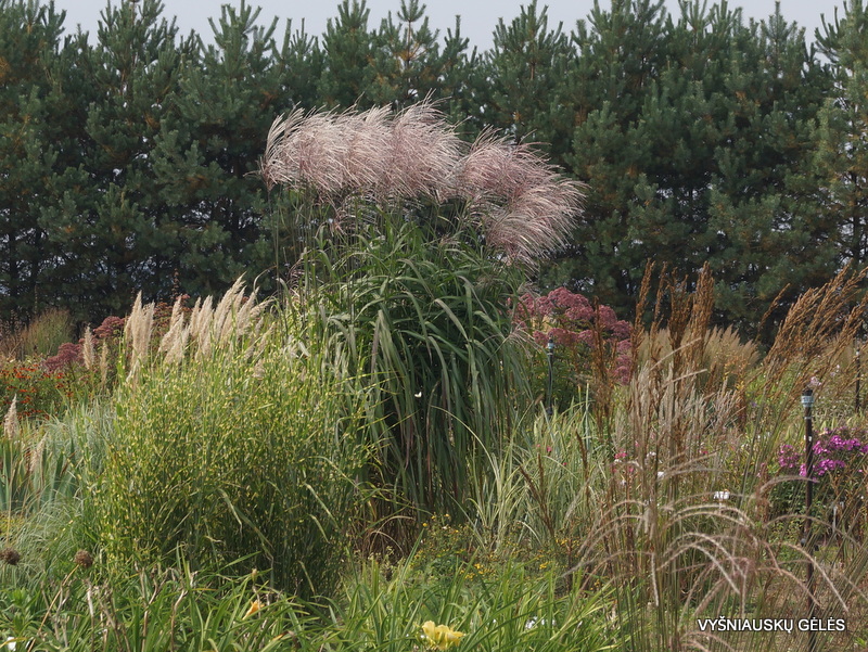 Miscanthus sinensis ‘Rossi’ - Vyšniauskų gėlės