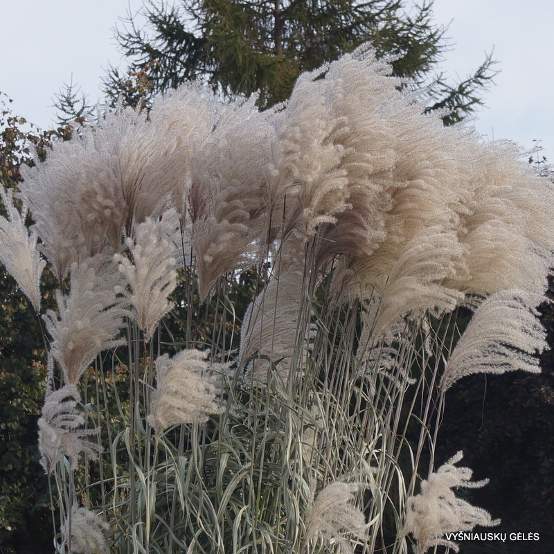 Miscanthus sinensis ‘Rossi’ - Vyšniauskų gėlės