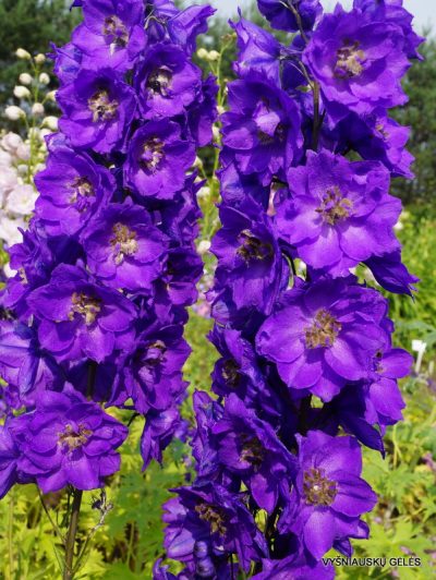 Delphinium ‘Bruce‘ - Vyšniauskų gėlės