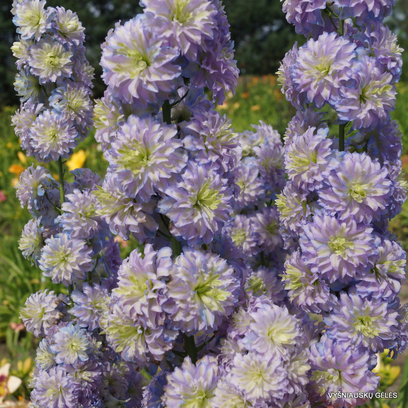 Delphinium ‘Crystal Delight‘ - Vyšniauskų gėlės