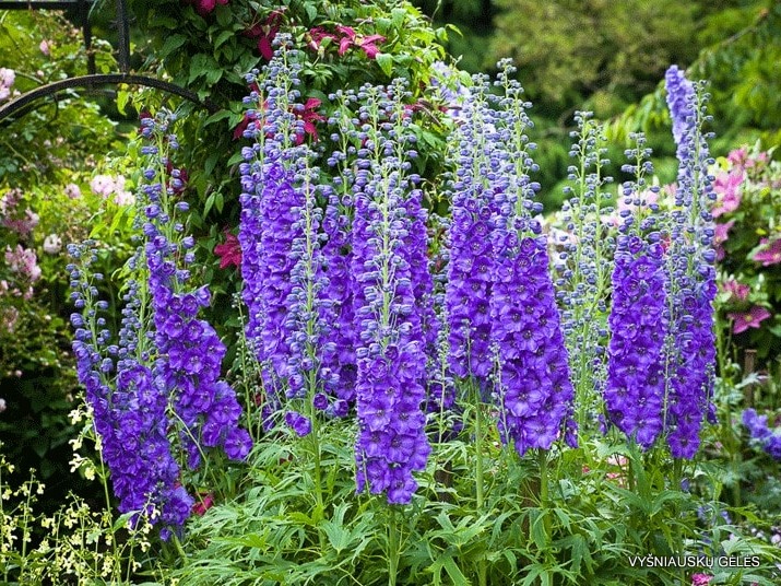Delphinium ‘Mighty Atom‘ - Vyšniauskų gėlės