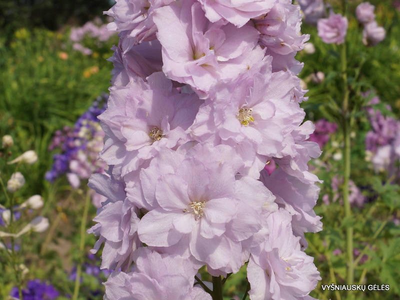 Delphinium ‘Pink Ruffles‘ - Vyšniauskų gėlės