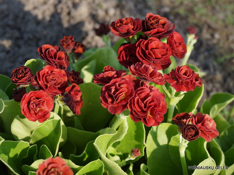 Primula auricula ‘Forest Fire’ - Vyšniauskų gėlės