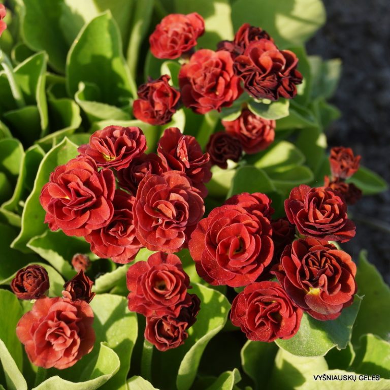Primula auricula ‘Forest Fire’ - Vyšniauskų gėlės
