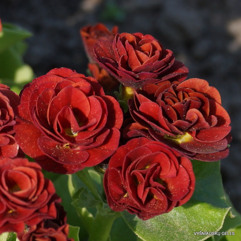 Primula auricula 'Forest Fire’ - Vyšniauskų gėlės