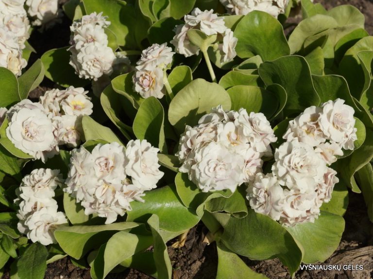 Primula auricula ‘Nymph’ - Vyšniauskų gėlės