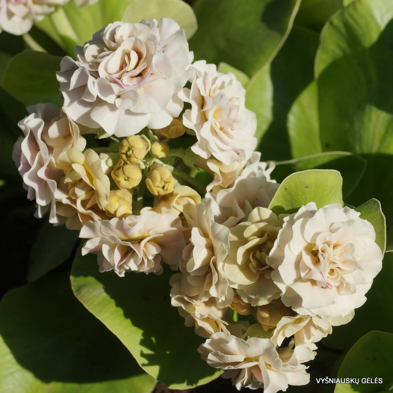 Primula auricula ‘Nymph’ - Vyšniauskų gėlės