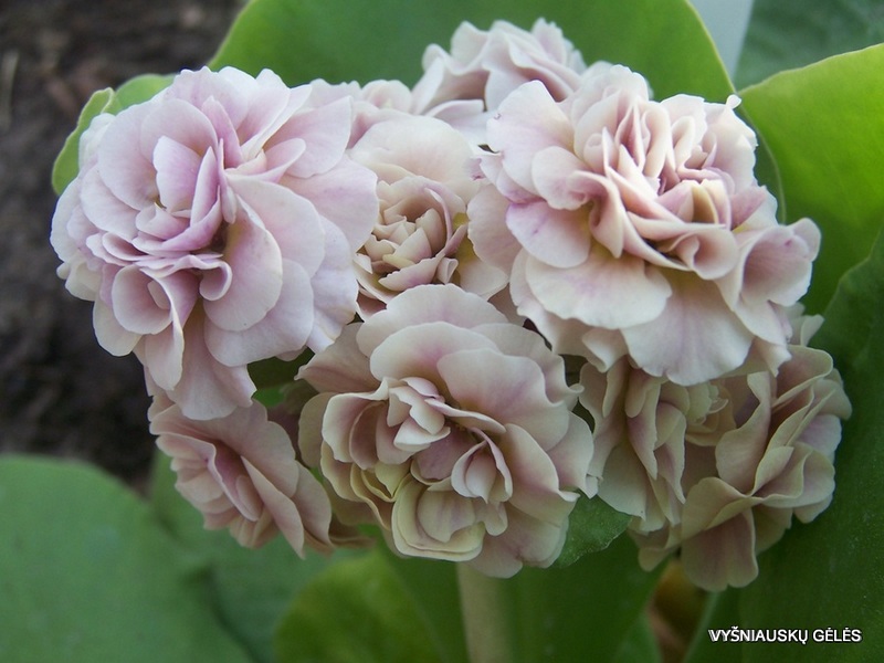 Primula auricula ‘Nymph’ - Vyšniauskų gėlės