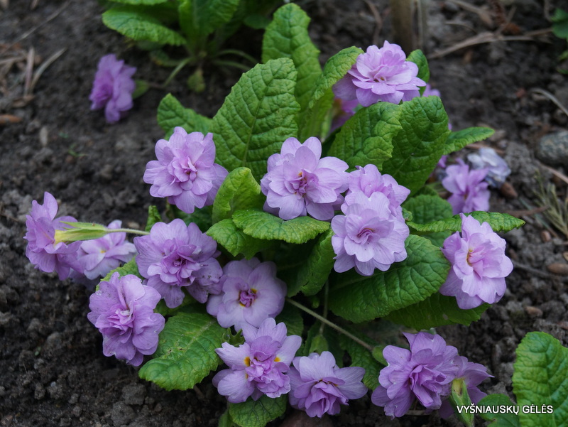 Primula ‘Quaker's Bonnet’ - Vyšniauskų gėlės
