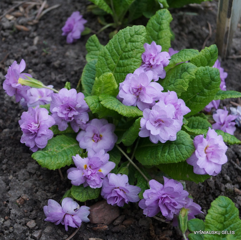 Primula ‘Quaker's Bonnet’ - Vyšniauskų gėlės