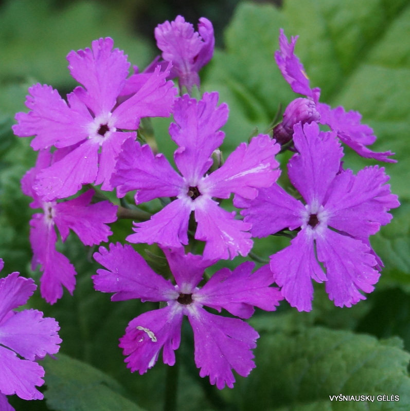 Primula sieboldii ‘Romance’ - Vyšniauskų gėlės