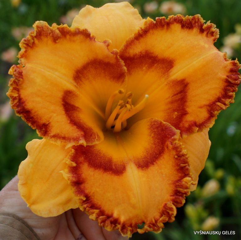 'Pumpkins Gone Wild' - Vyšniauskų gėlės