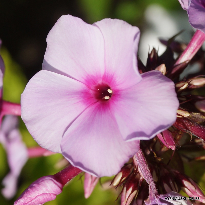 ‘Agniya‘ - Vyšniauskų gėlės