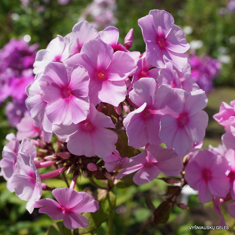 ‘Agniya‘ - Vyšniauskų gėlės