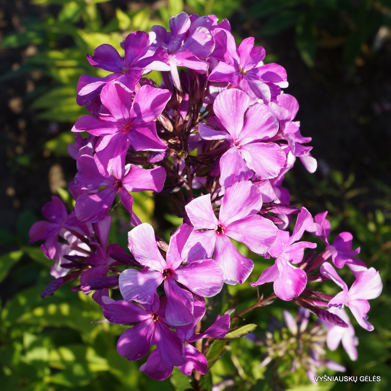 ‘Fialka‘ - Vyšniauskų gėlės