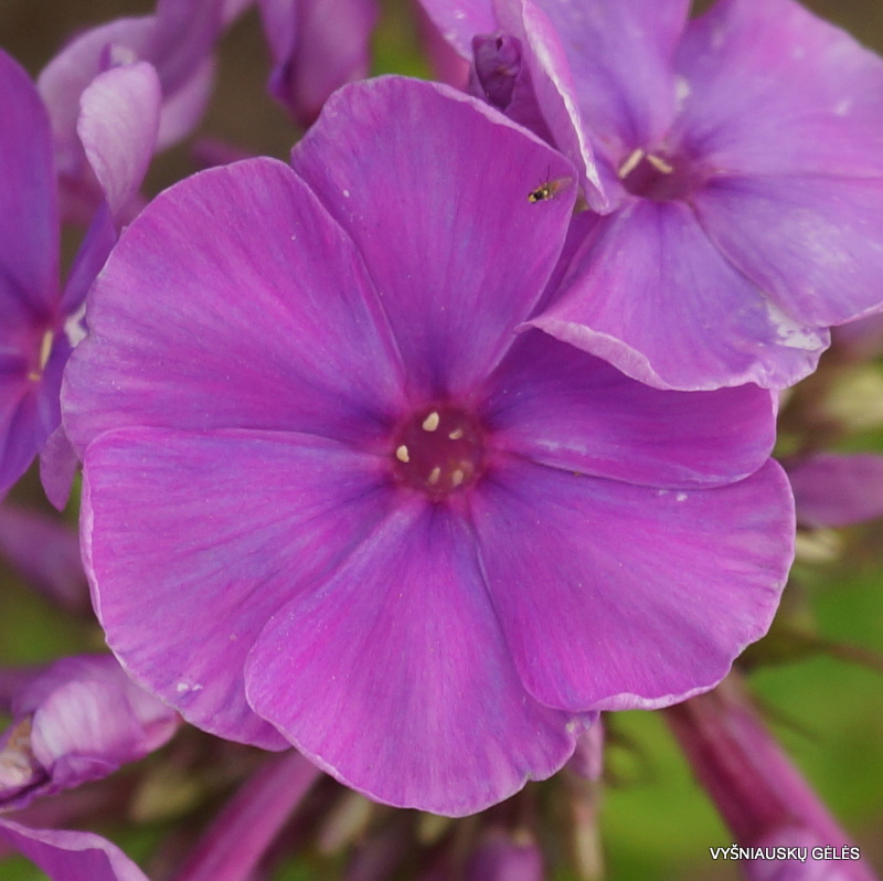 ‘Lilovaya Mantiya‘ - Vyšniauskų gėlės