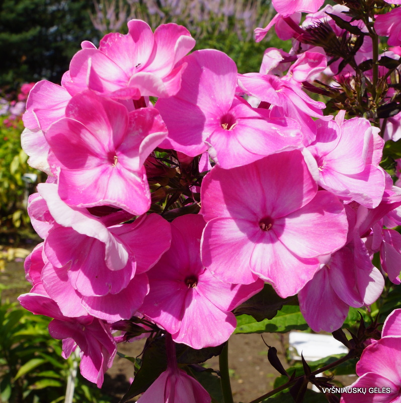 ‘Matronushka‘ - Vyšniauskų gėlės