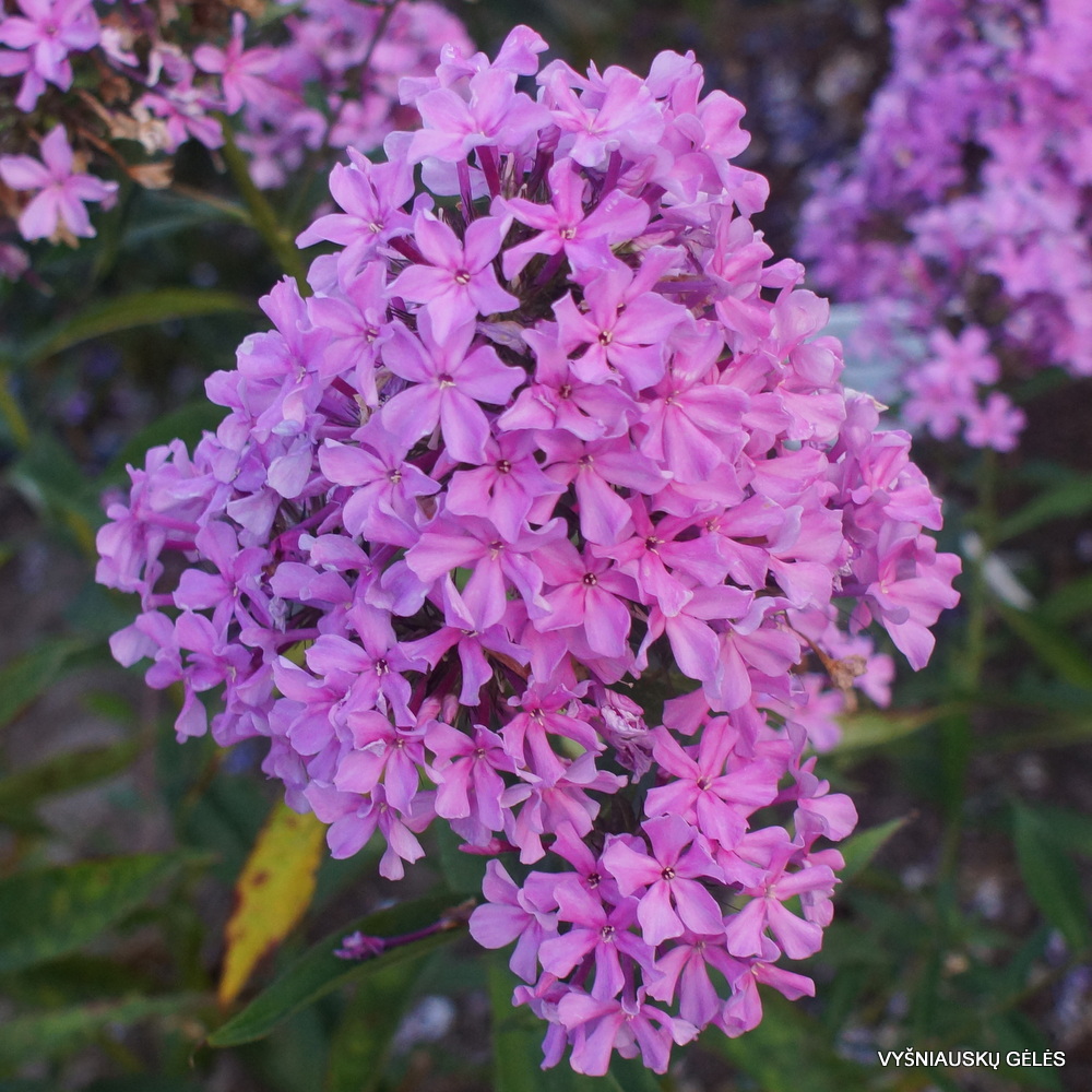 ‘Reverans‘ - Vyšniauskų gėlės