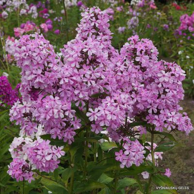 ‘Reverans‘ - Vyšniauskų gėlės