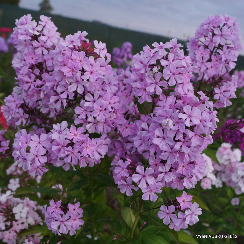 ‘Reverans‘ - Vyšniauskų gėlės