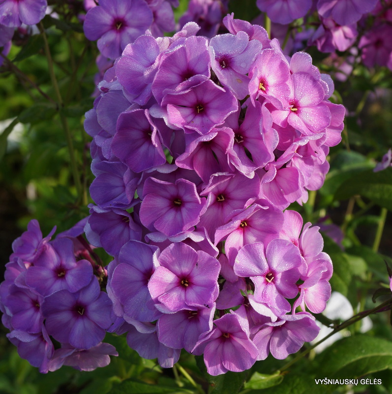 ‘Sharmanka‘ - Vyšniauskų gėlės