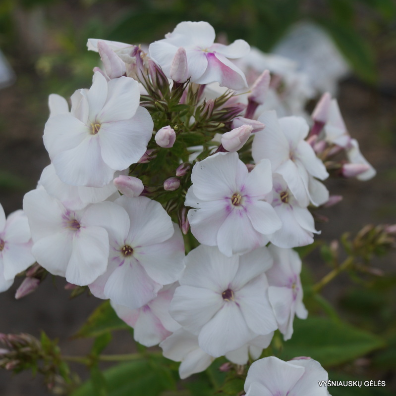 ‘Sniedze‘ - Vyšniauskų gėlės