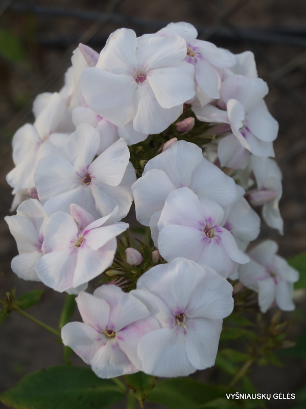 ‘Sniedze‘ - Vyšniauskų gėlės