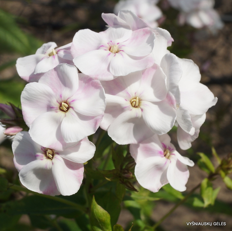 ‘Sniedze‘ - Vyšniauskų gėlės